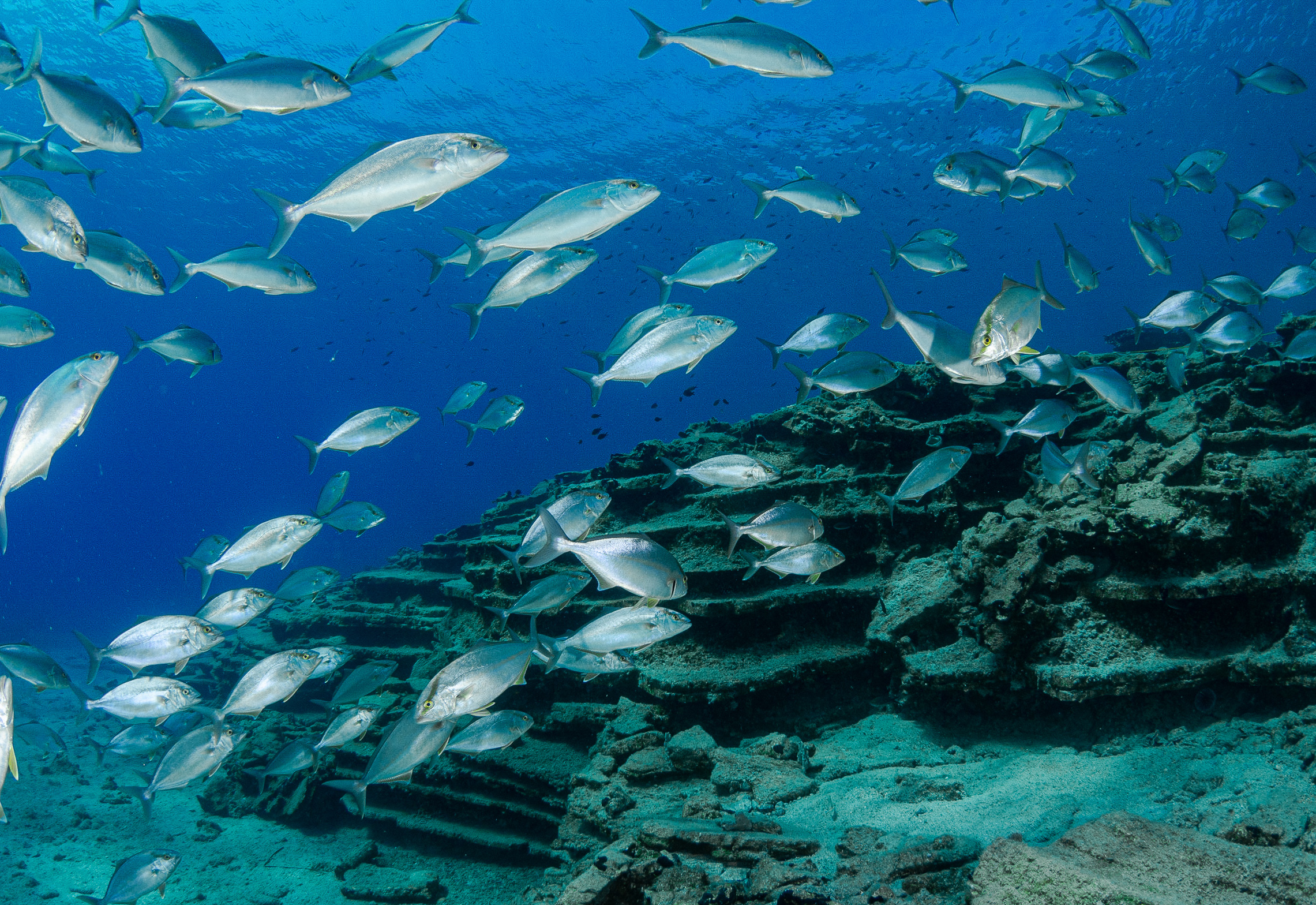 Data flow | DTO-BIOFLOW